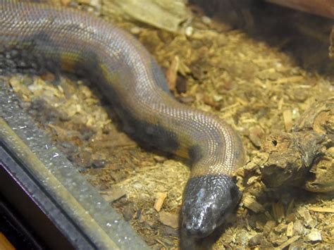 Bothrochilus Boa Bismarck Ringed Python In Mesker Park Zoo