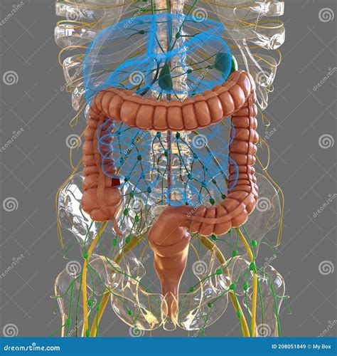 Large Intestine 3d Illustration Human Digestive System Anatomy Stock Illustration Illustration