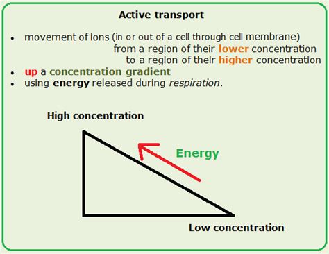 Active Transport Biology Notes For Igcse 2014