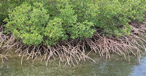 The Mangrove And Associated Ecosystems Sol Y Mar Magazine