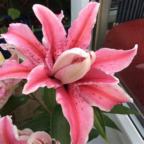 Lilium 'Magic Star', Lily 'Magic Star' (Oriental) in GardenTags plant ...