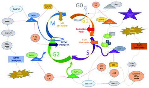 Overview Of Cell Cycle Regulation With Respect To Cdks And Their Major Download Scientific