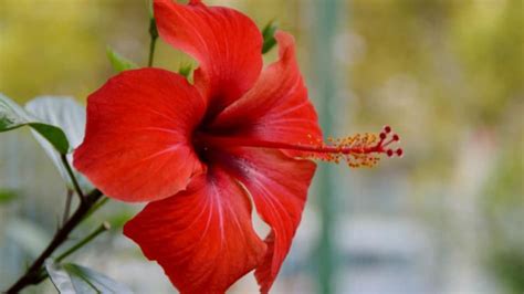 Benefits Of Hibiscus যৌবন ধরে রাখে ওজন ঝরায় ব্লাড প্রেসার জবা ফুল এক কথায় মহৌষধ কীভাবে