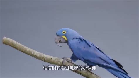 金刚鹦鹉 鹦形目鹦鹉科动物 搜狗百科