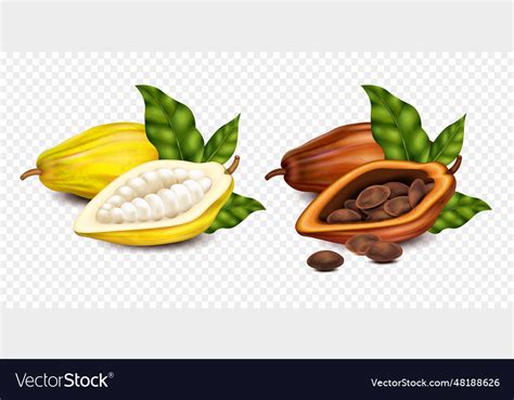 Realistic Cocoa Compositions Royalty Free Vector Image