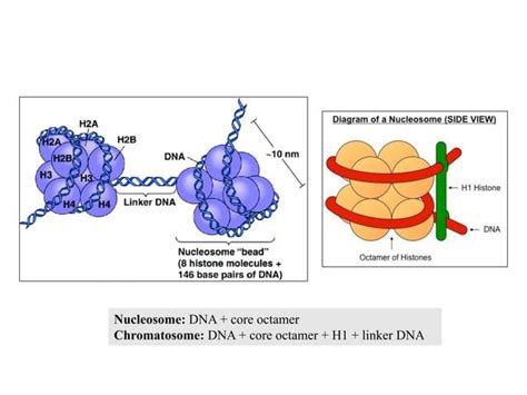 Eukaryotic Genome Organization Pdf