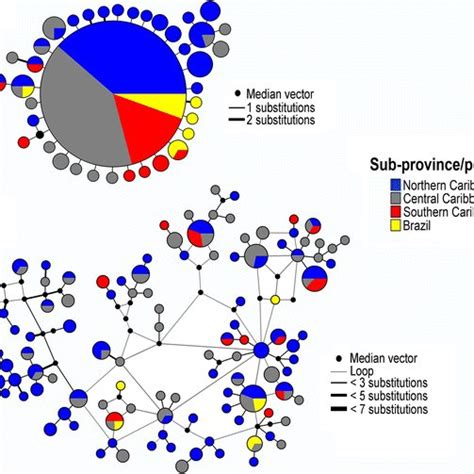 haplotype networks based on the median joining algorithm for a