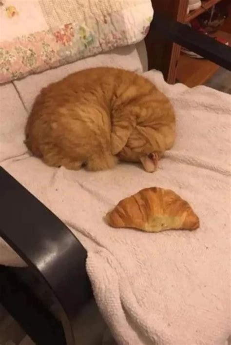 Los Últimos Memes Memedroid