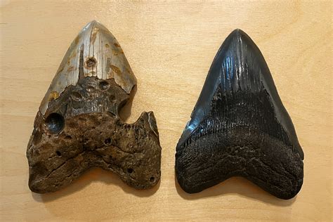 Matts First Megalodon Tooth Sauropod Vertebra Picture Of