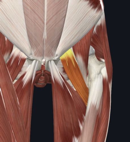 Le Muscle List Flashcards Quizlet