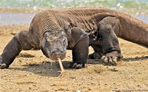 Varan Définition Et Explications
