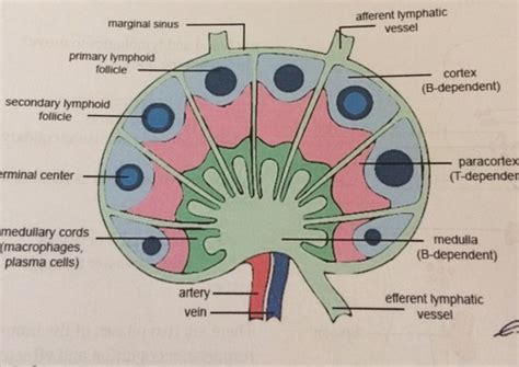Sk320 Block 2 Unit 1 Cellsorgans Immune System Flashcards Quizlet