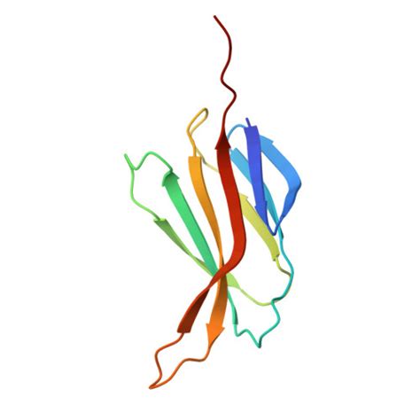 Rcsb Pdb 7ypl Crystal Structure Of Fibronectin Type Iii Domain Variant A Vegfr2 Specific
