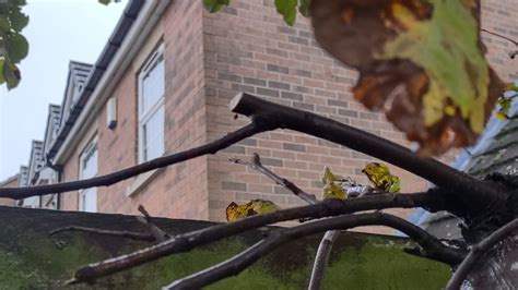 How To Prune A Tree A Step By Step Guide To