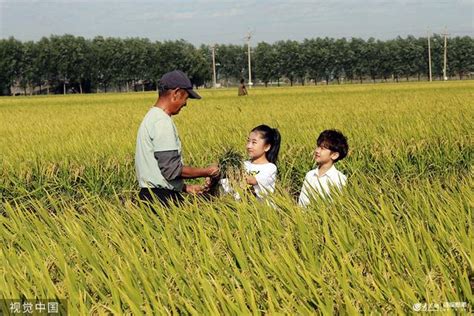 日照萬畝水稻喜獲豐收 城裡娃描繪鄉村新變化 8 每日頭條