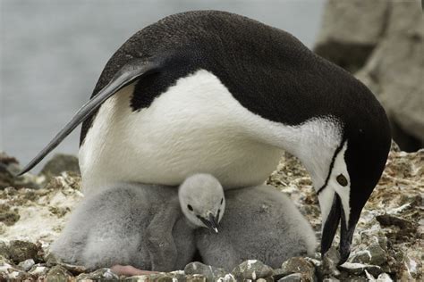 Chinstrap Penguin Facts Pictures And More About Chinstrap Penguin