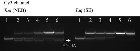 Flap Activity Of Neb Taq Polymerase In The Tailing Reaction With Dc1