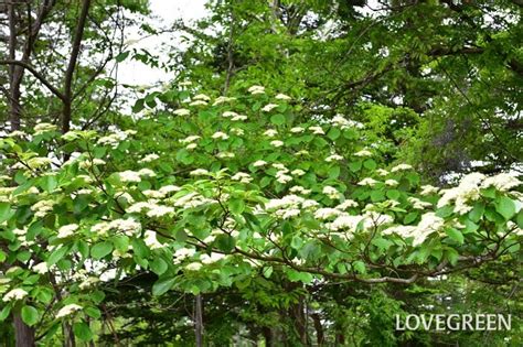 ミズキ水木とは育て方栽培方法 LOVEGREEN ラブグリーン
