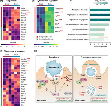 Macrophages Reprogram After Ischemic Stroke And Promote Efferocytosis