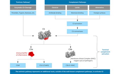 Complement System