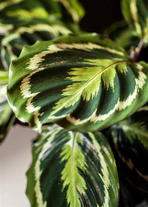 Calathea Peacock” Planteria Group