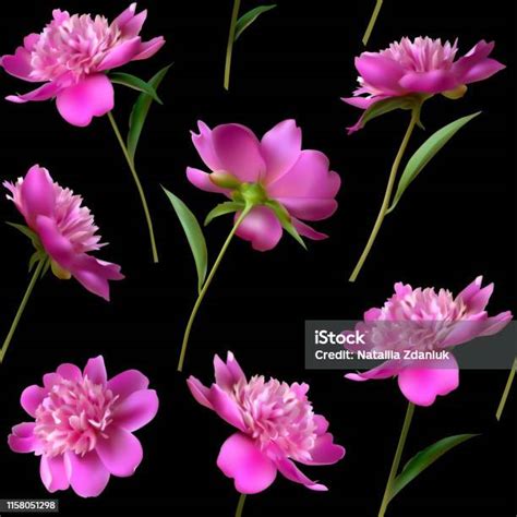 모란 매끄러운 패턴 꽃 꽃 배경입니다 잎 꽃잎 핑크 어두운 배경 0명에 대한 스톡 벡터 아트 및 기타 이미지 0명 꽃 나무 꽃 식물 Istock