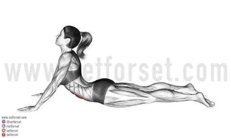 Rectus Abdominis Exercises And Stretches 11 Of The Best Set For Set