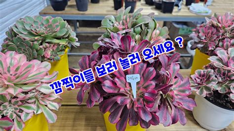 예쁘고 귀여운 다육이들이 많은곳 노리터네 예쁜 귀여움 신상 화분 Youtube