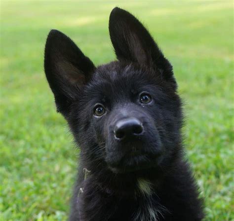 German Shepherd Black Colour Ka