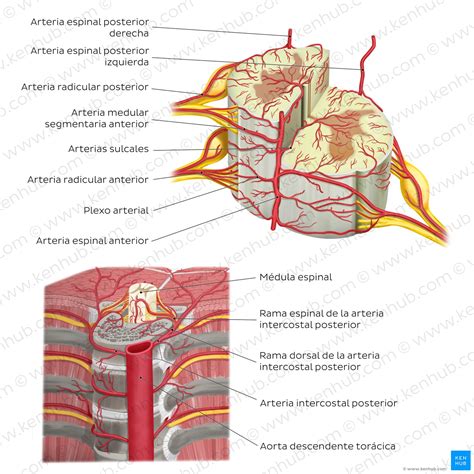 Anatomia Da Disseccao Da Arteria Vertebral