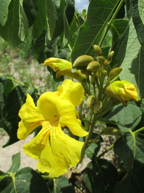 Markhamia Obtusifolia Baker Sprague