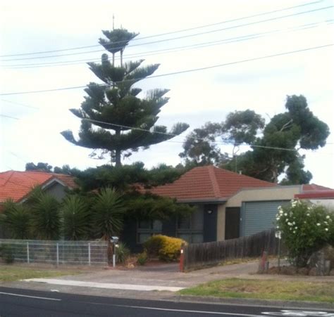 Tree Selection Fail A New House