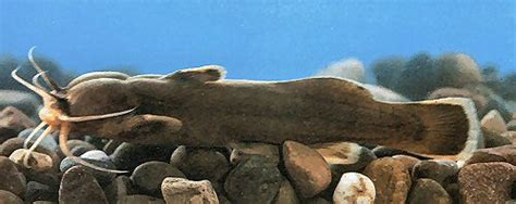 Liobagrus Marginatus