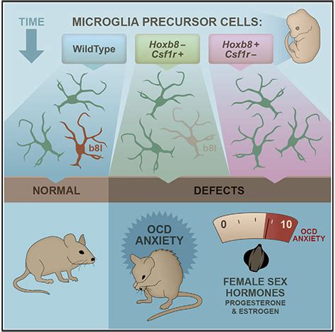 A Microglia Sublineage Protects From Sex Linked Anxiety Symptoms And Obsessive Compulsion Pmc