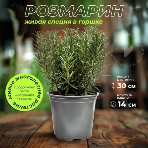 Розмарин свежий в горшке живой саженец - купить с доставкой по выгодным ...