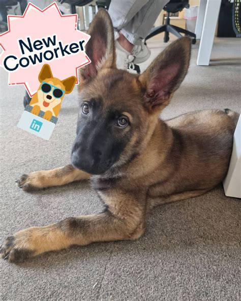 Efret Ltd On Linkedin Newteammember Helloguapo