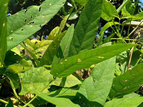 Kacang Botol Background Images Hd Pictures And Wallpaper For Free Download Pngtree