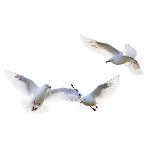 Download Seagull In Motion Png Xjm
