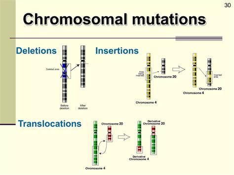 Dna Replicationrepair And Mutation Pptx