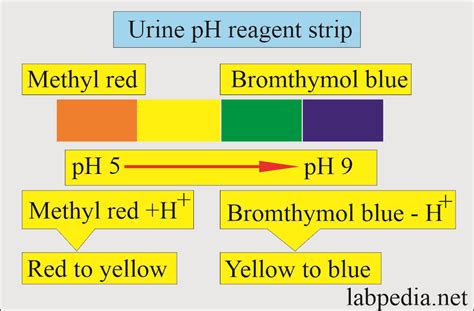 Urine Ph Level Color Chart