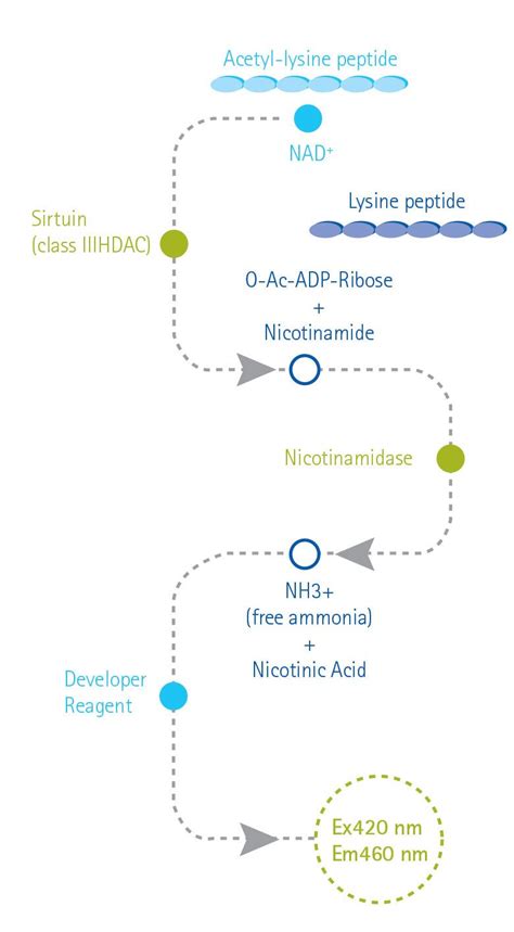 Histone Modification