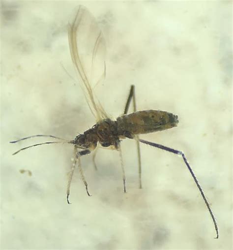 Tiny Aurora Bug Eulachnus BugGuide Net