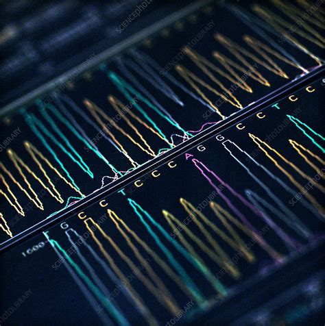 Dna Analysis Stock Image G210 1043 Science Photo Library
