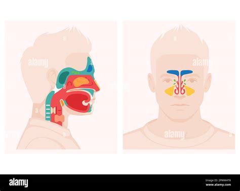 Diagramma Della Sezione Trasversale Dellanatomia Del Naso Che Mostra Elementi Dei Seni