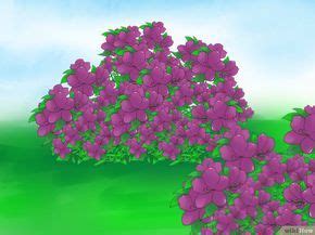 How To Prune An Azalea Rules Tools Steps Artofit