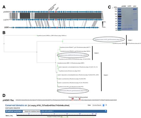 figure a2 reversion of the cleaved phenotype upon prolonged