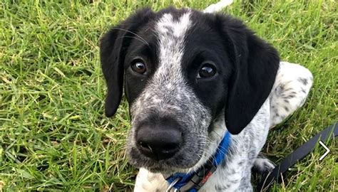 Black And White German Shorthaired Pointer Mix