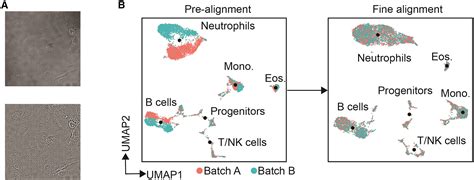 An Introduction To Representation Learning For Single Cell Data Analysis Cell Reports Methods