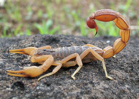 The Diverse World Of Scorpions 27 Types And How To Identify Them