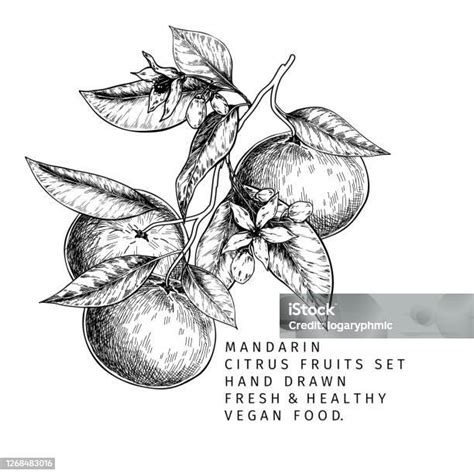 손으로 그린 만다린 과일 전체 및 슬라이스 잎과 꽃 귤의 벡터 일러스트레이션 감귤류 달콤한 채식 요리 레스토랑 메뉴 패키지 디자인 음식 배너에 적합합니다 감귤에 대한 스톡